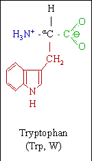 Tryptophan Molecule