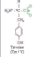 Tyrosine Molecule